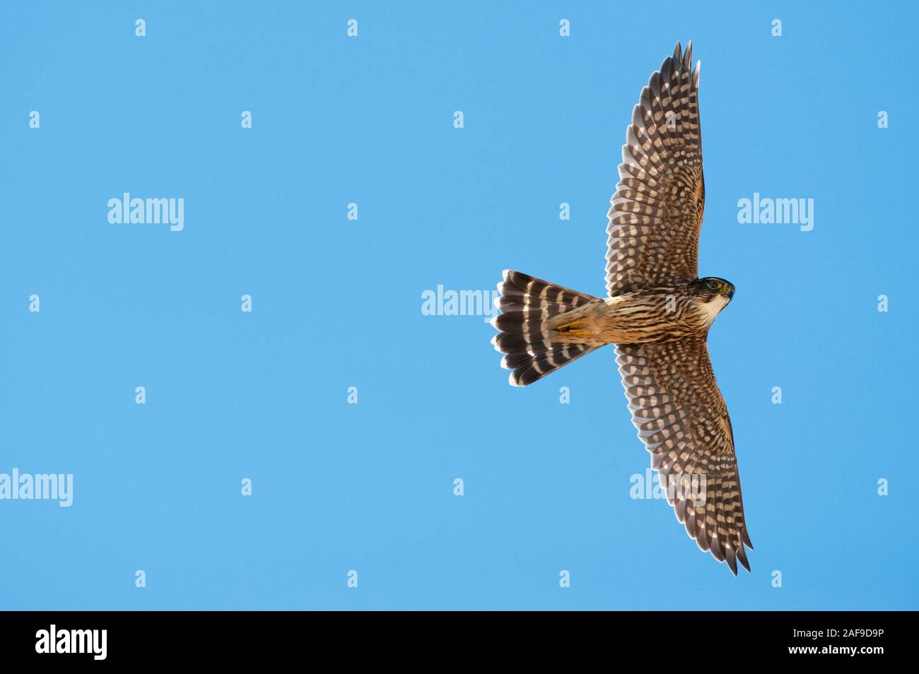 Merlin Falcon In Flight
