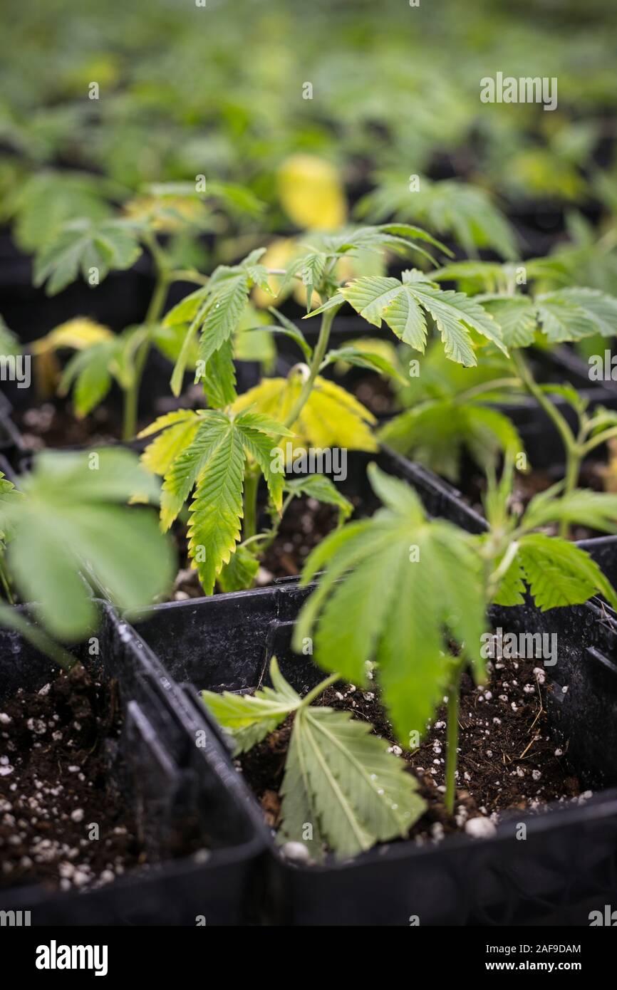 Commercial cannabis cultivation facility, Illinois, USA Stock Photo - Alamy
