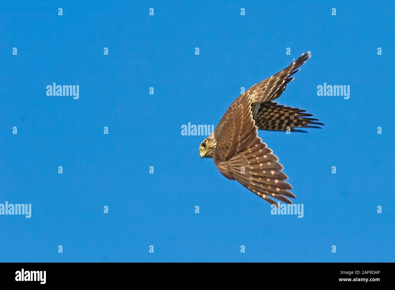 Merlin bird of prey raptor hi-res stock photography and images - Alamy