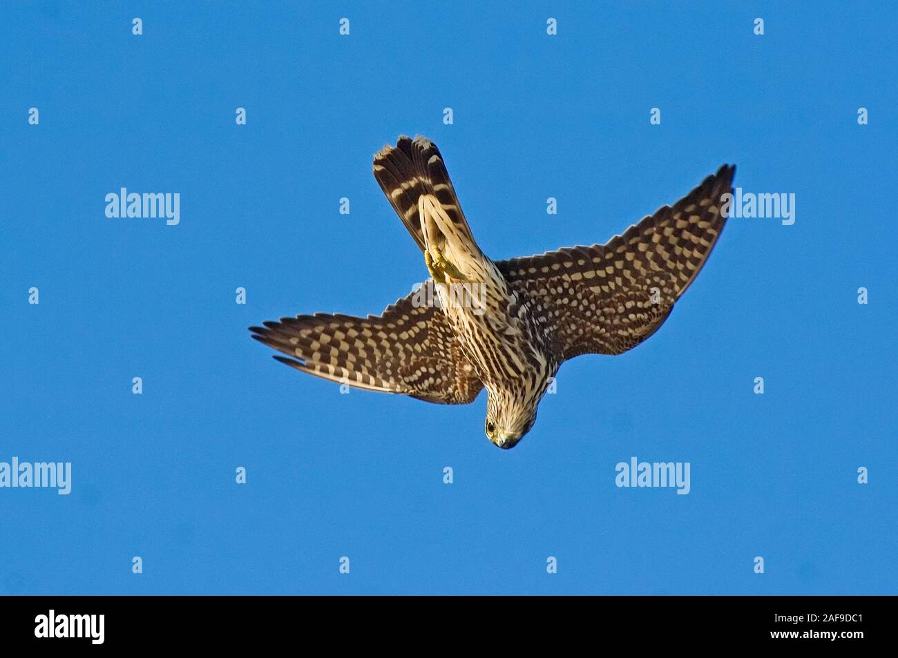Merlin Falcon In Flight