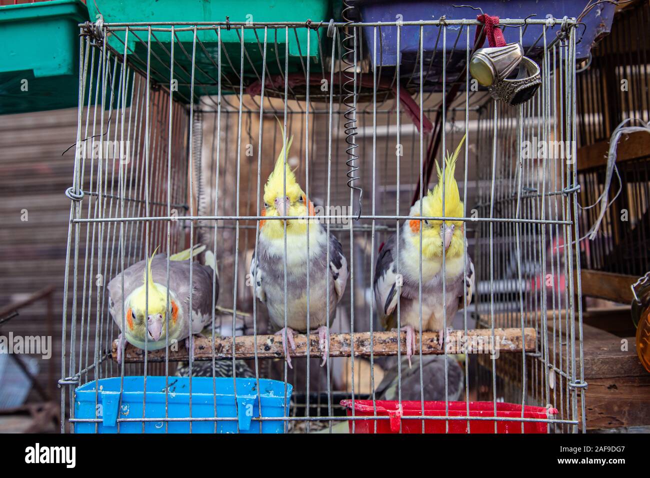 Africa, Egypt,Cairo. Birds for sale at the Souk al Gomaa Friday market ...
