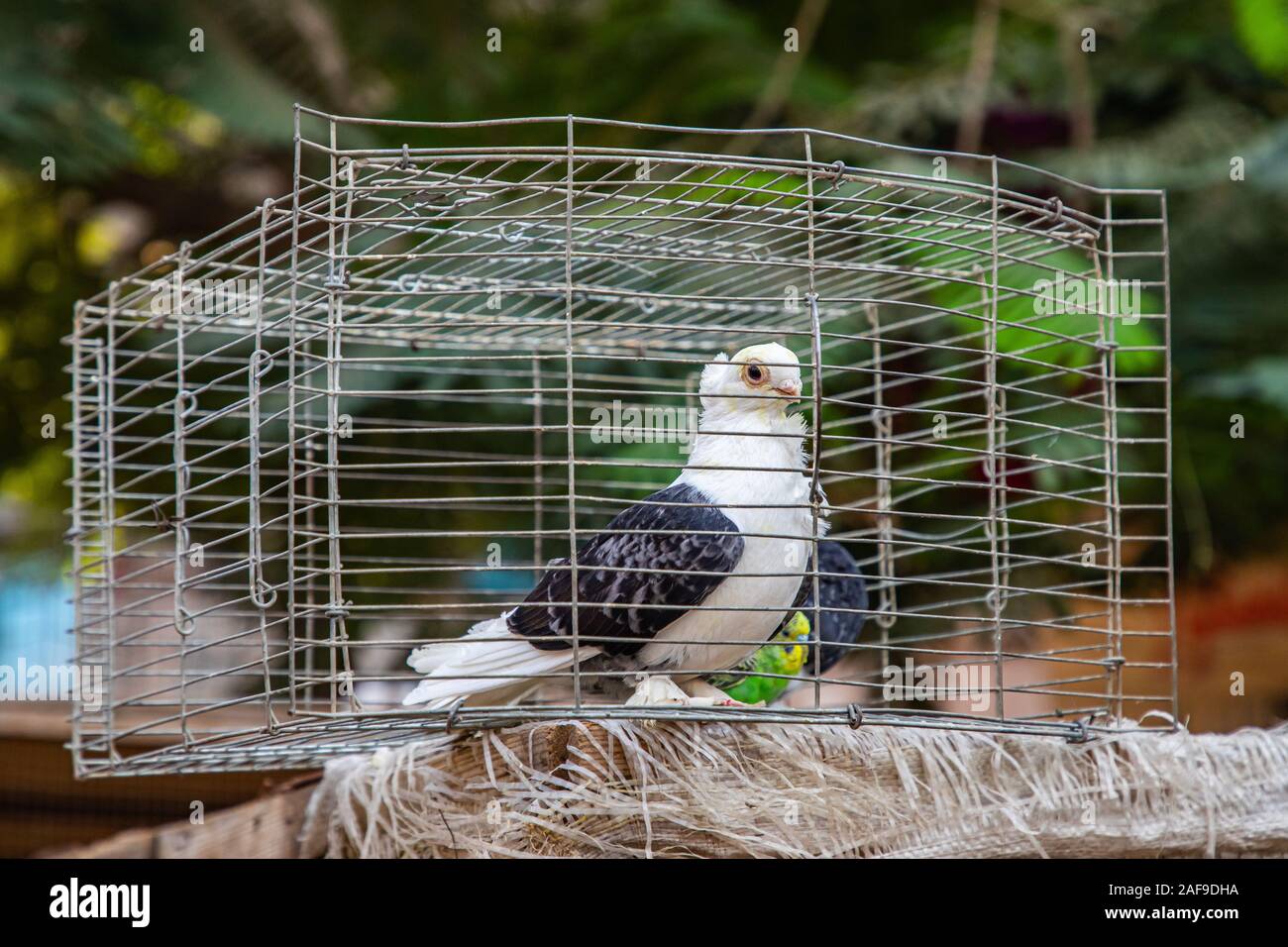 Africa, Egypt, Cairo. Doves for sale at the Souk al Gomaa Friday market ...