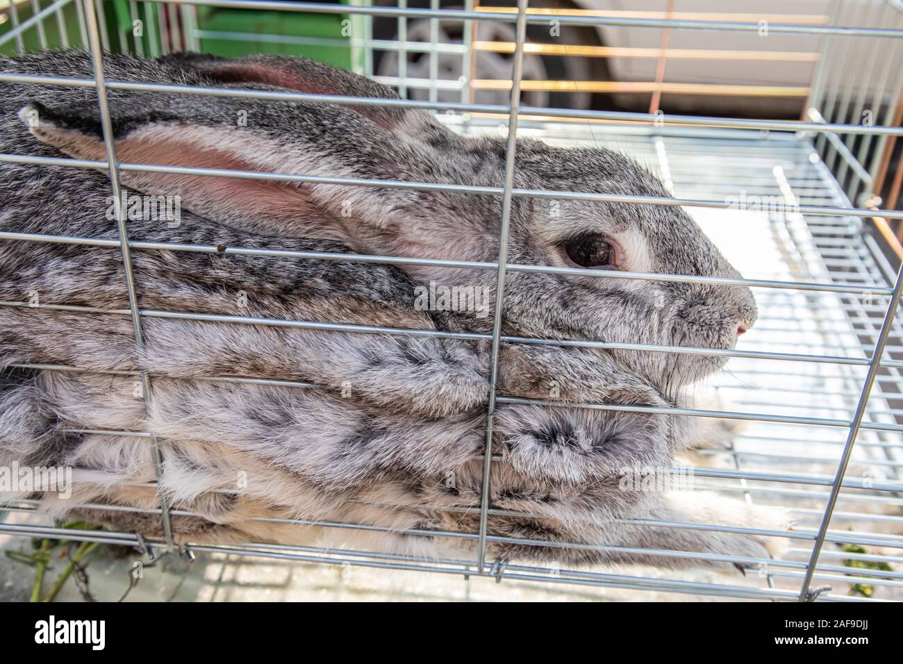 Africa, Egypt, Cairo. Rabbit for sale at the Souk al Gomaa Friday ...
