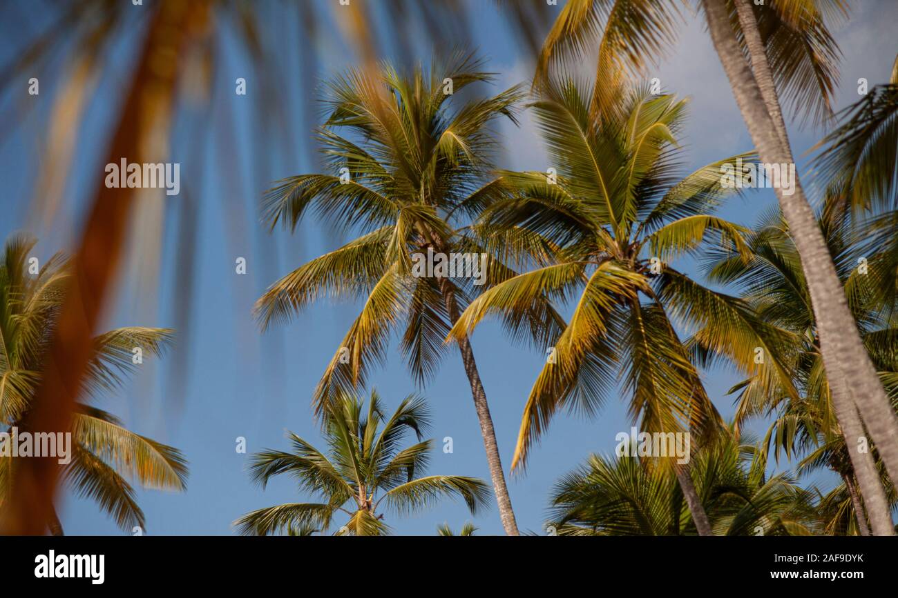 Palm trees in Dominican Republic 6 Stock Photo - Alamy