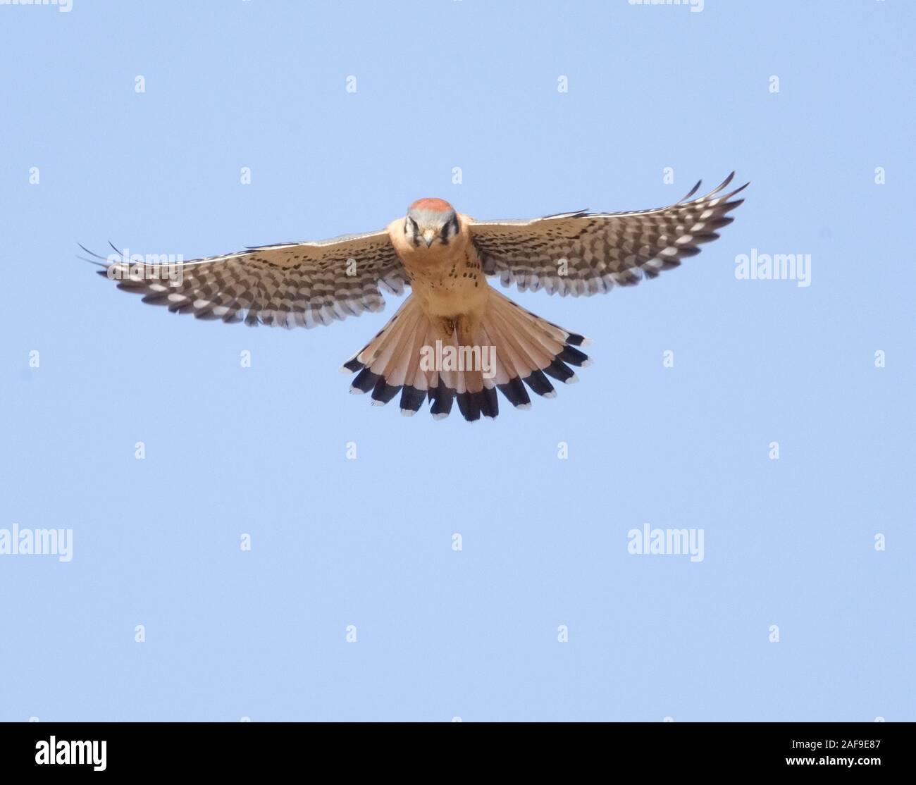 American Kestrel Male Hovering Tail Flared Stock Photo - Alamy