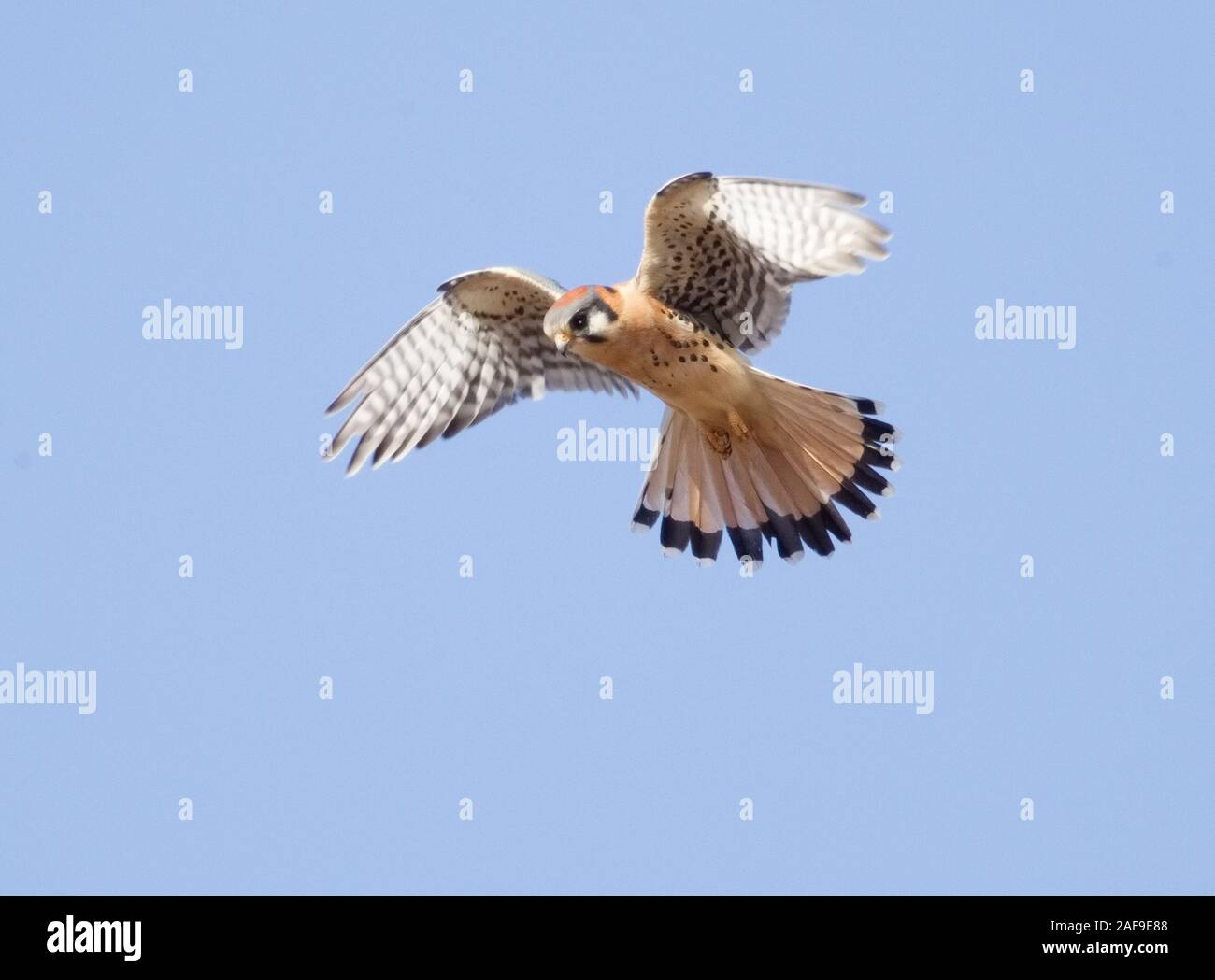 Flared tail hi-res stock photography and images - Alamy