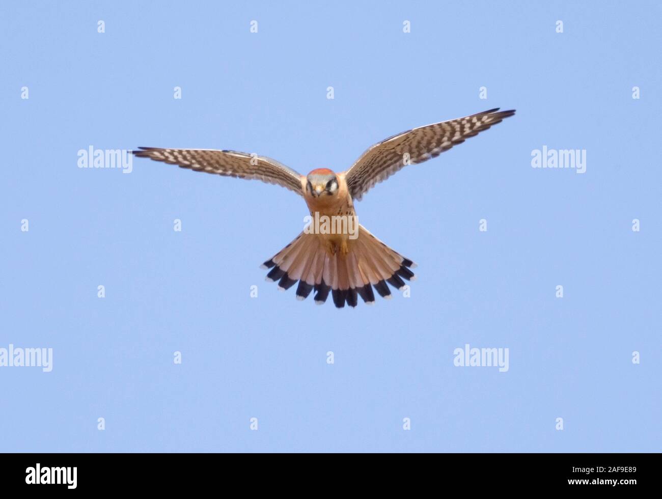 American kestrel male hovering tail flared hi-res stock photography and ...