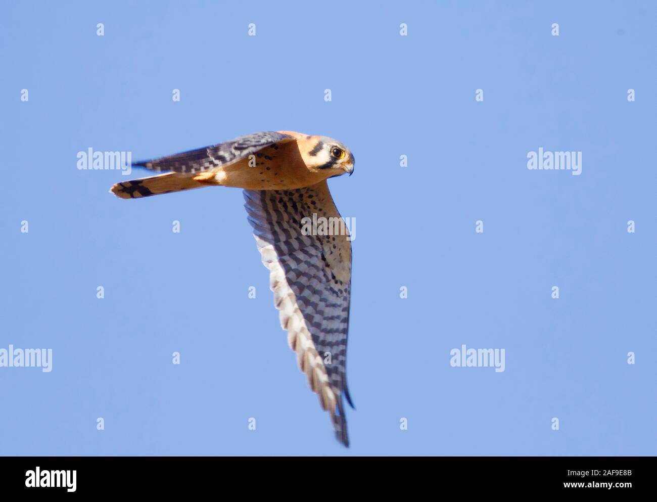 American Kestrel Male in Flight Stock Photo - Alamy