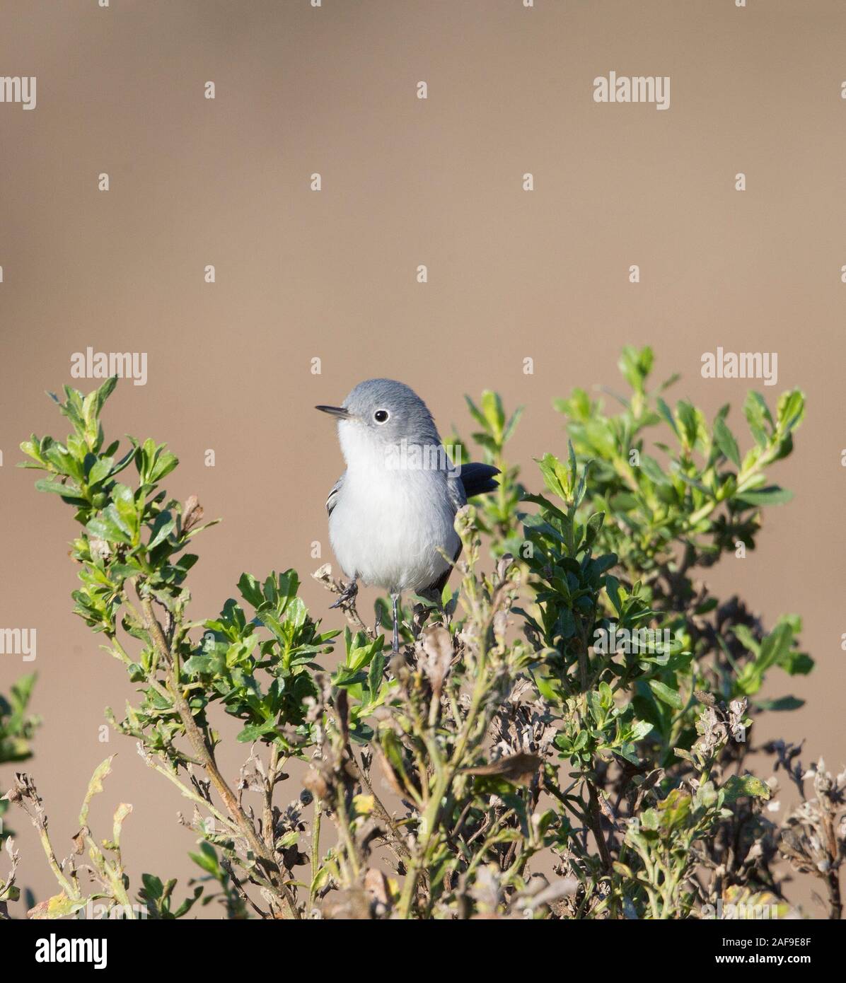 Blue gray Gnatcatcher Stock Photo - Alamy