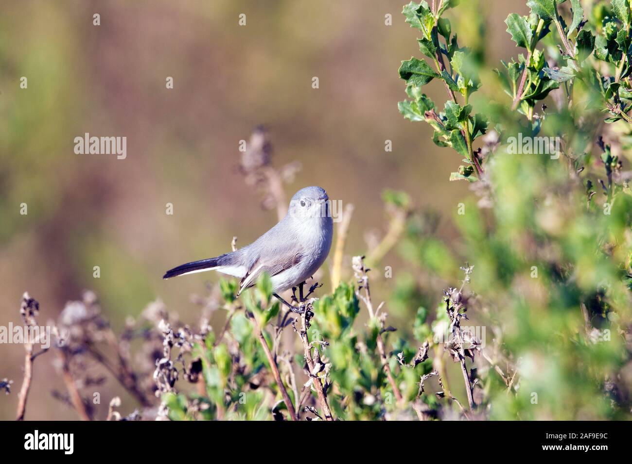Grey gnatcatcher hi-res stock photography and images - Alamy