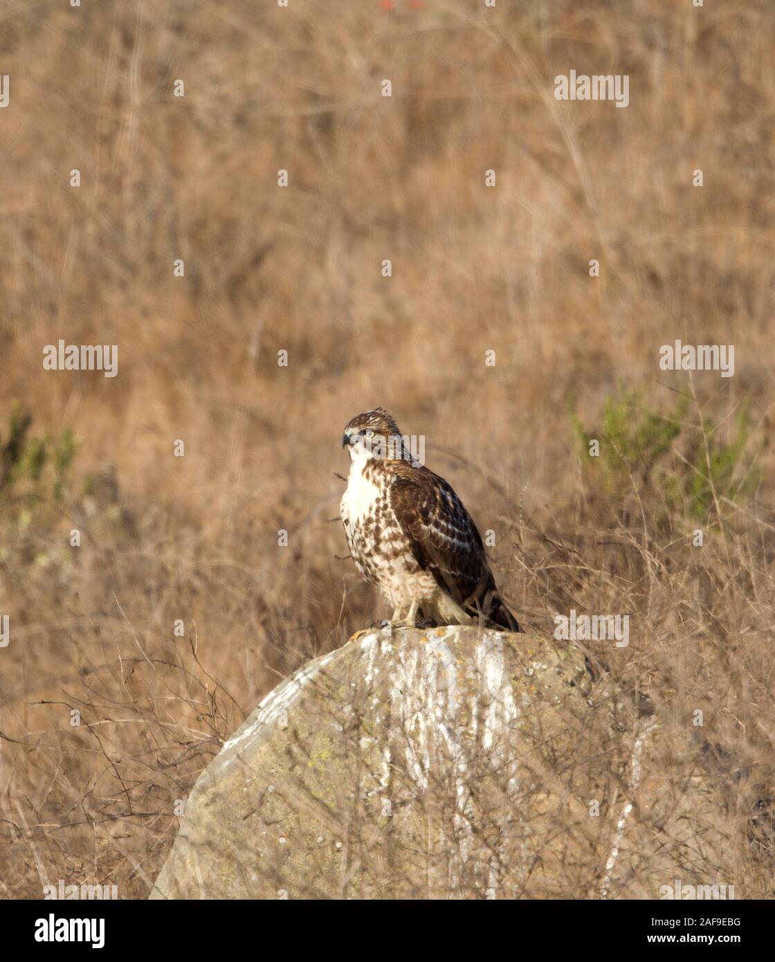 Hawk perched on rock hi-res stock photography and images - Alamy