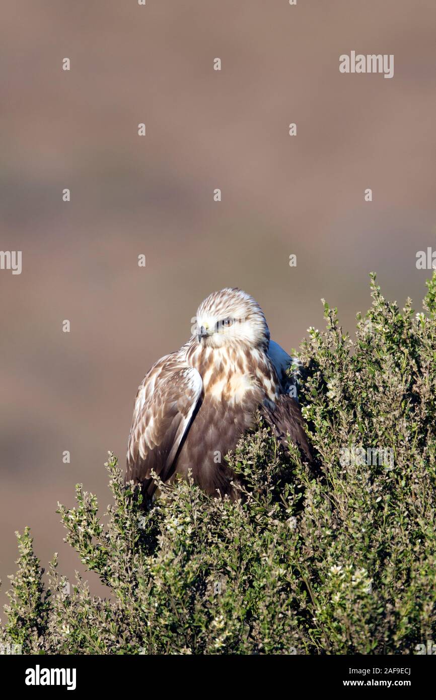 Rough legged hawk perched hi-res stock photography and images - Alamy