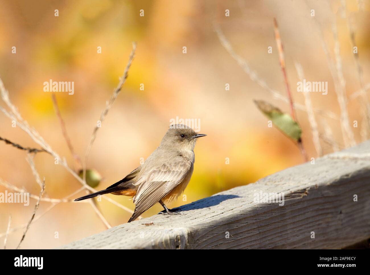 Say's Phoebe Fall Color Background Stock Photo - Alamy