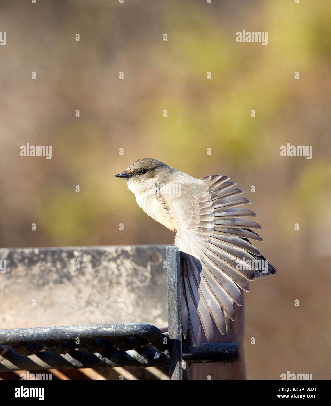 Down the wing hi-res stock photography and images - Alamy