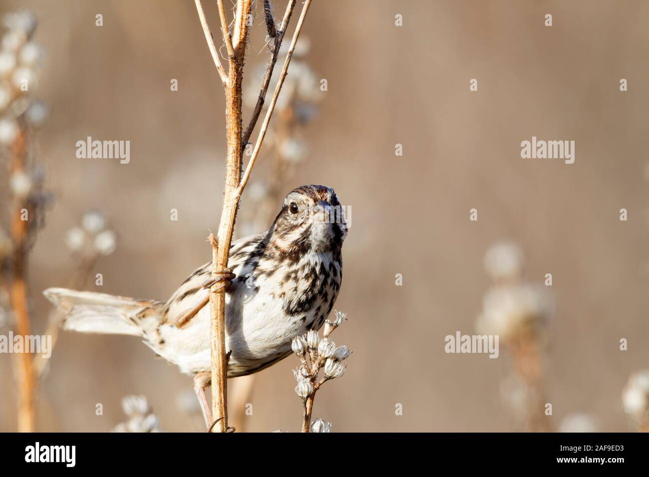Full frame sparrow hi-res stock photography and images - Alamy