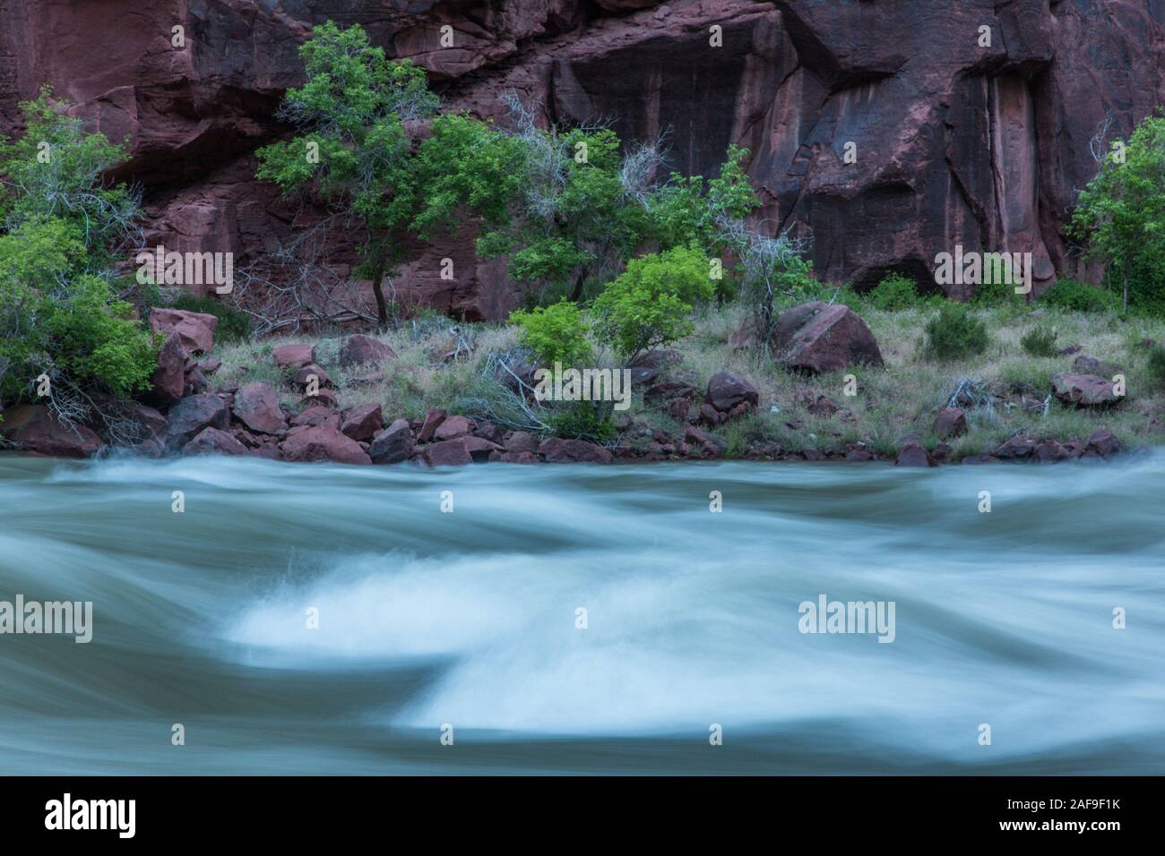 Cottonwood trees in the riparian habitat along the Green River in the ...