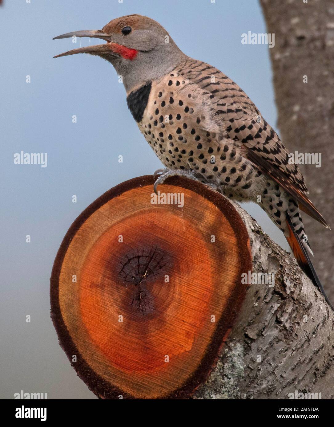 Gawker Bird High Resolution Stock Photography and Images - Alamy