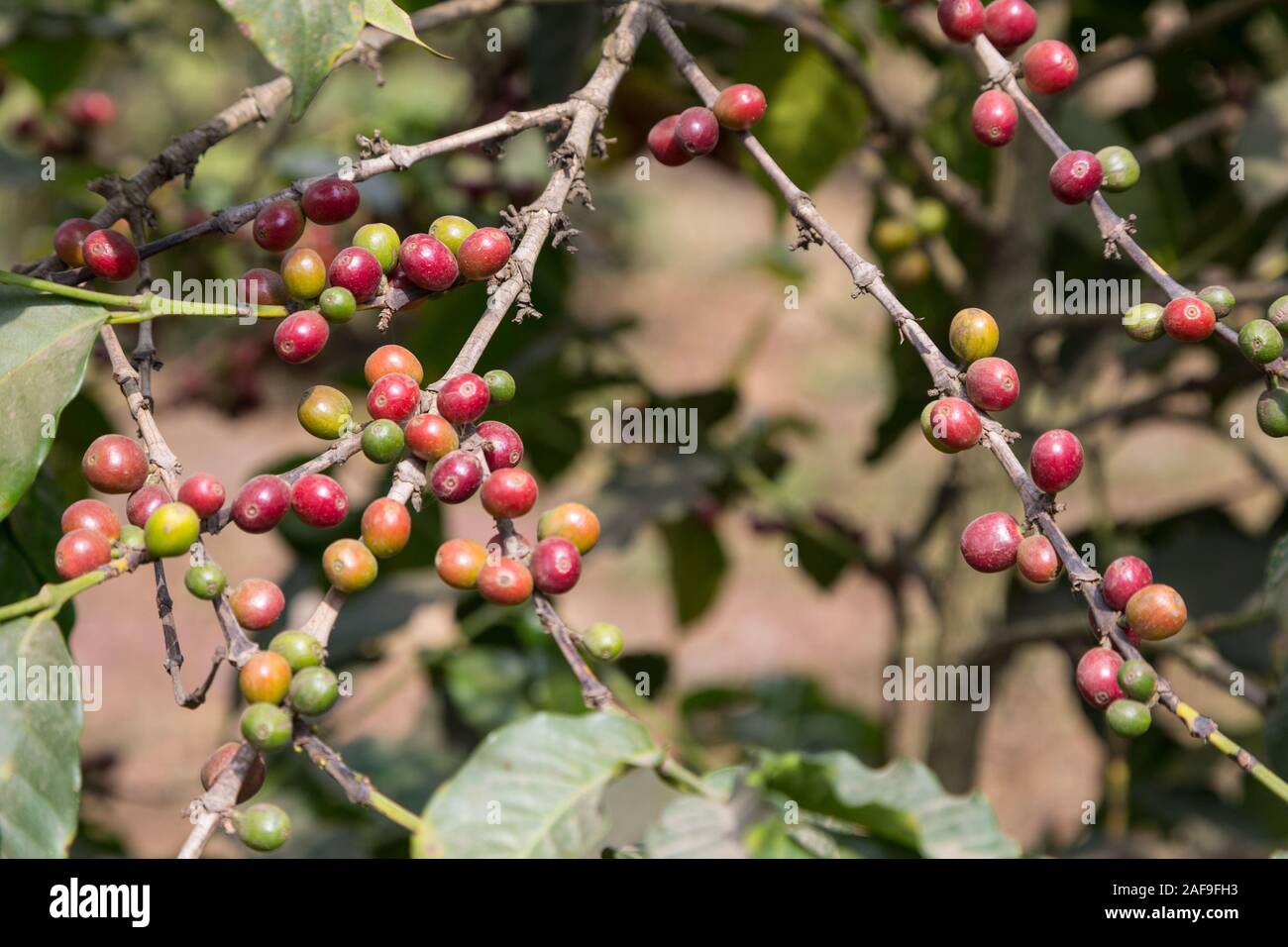Arabica coffee hi-res stock photography and images - Alamy
