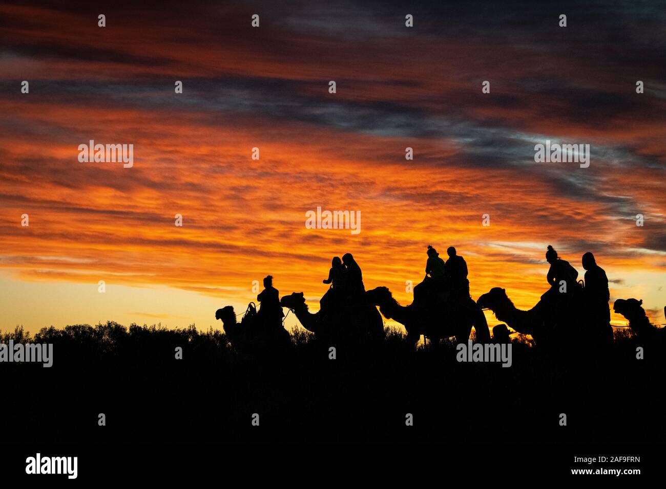Uluru, Northern Territory, Australia - 20 Sep 19: Camel sunset tour ...