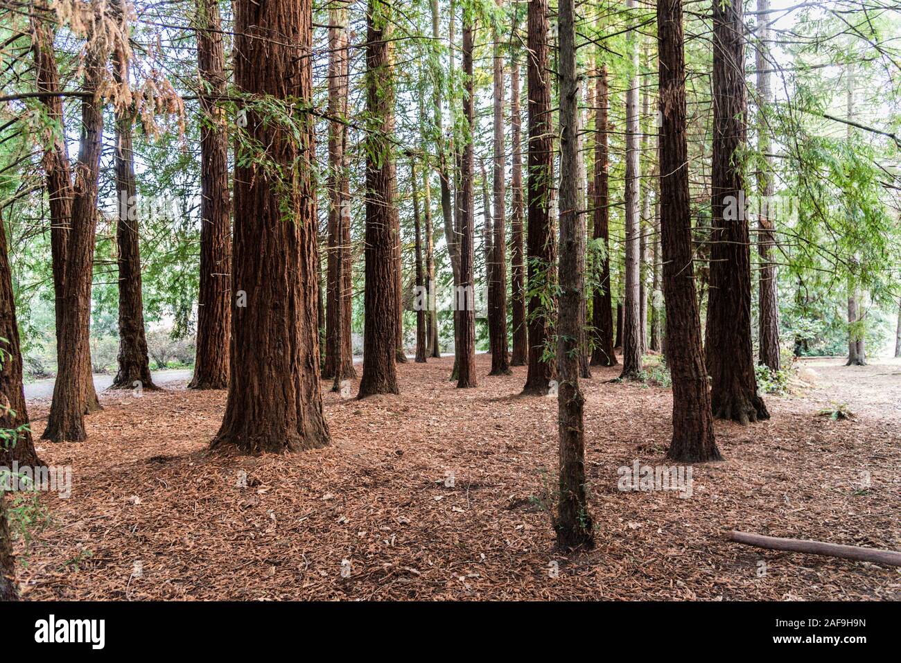 Evergreen forest floor hi-res stock photography and images - Alamy
