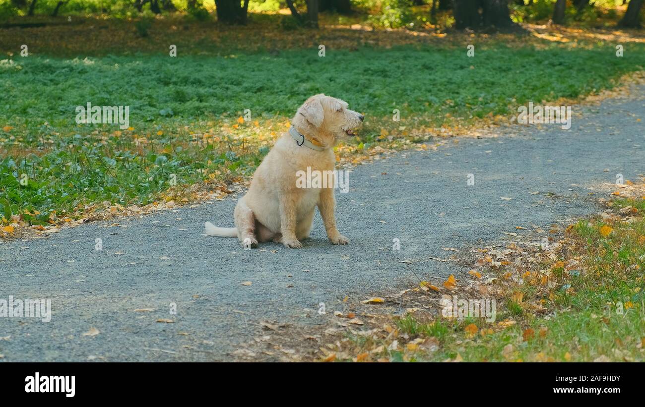 Lost dog park hi-res stock photography and images - Alamy
