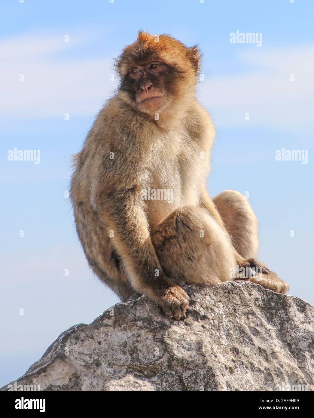 Red barbary hi-res stock photography and images - Alamy