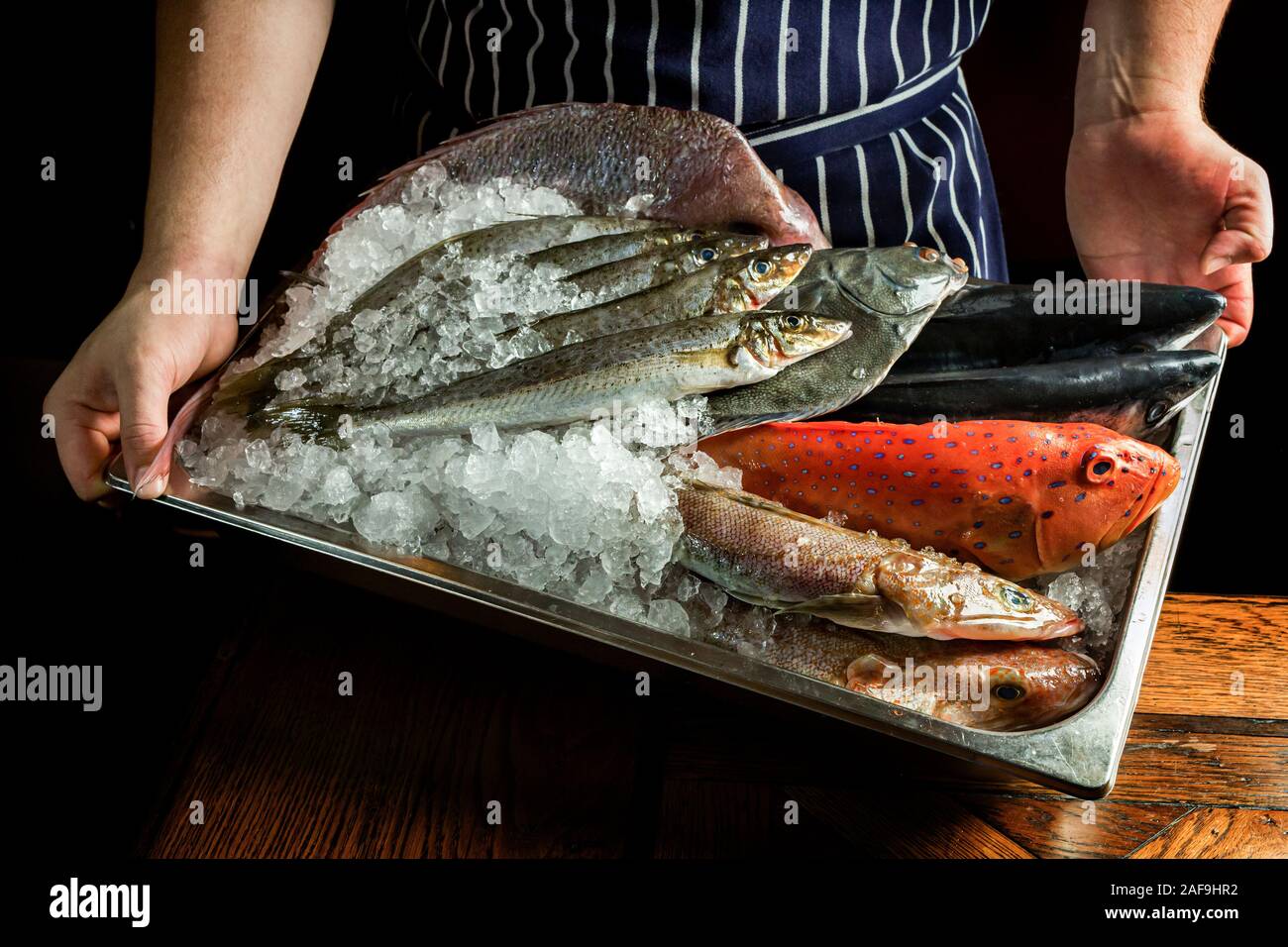 Coral trout hi-res stock photography and images - Alamy