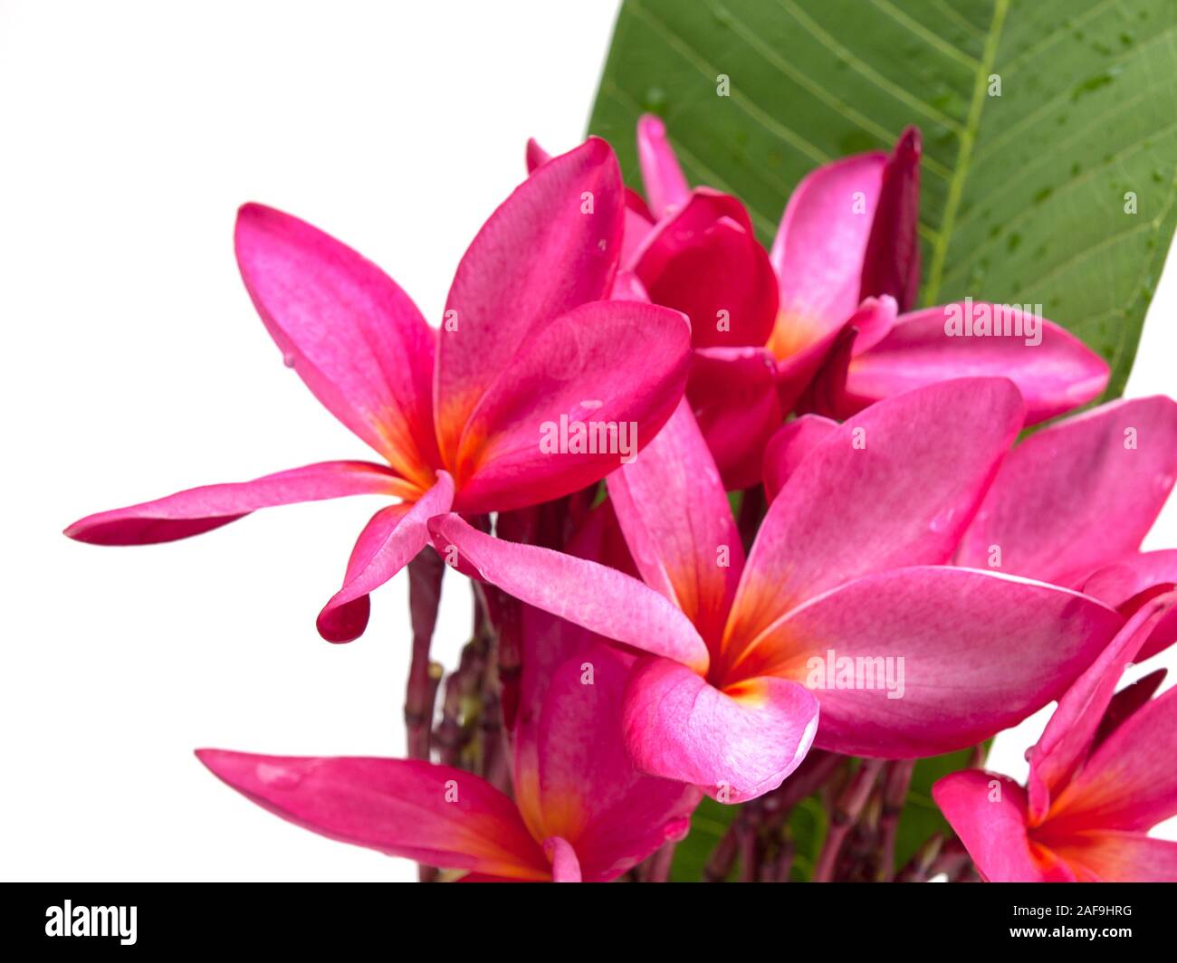 Close up plumeria hi-res stock photography and images - Alamy