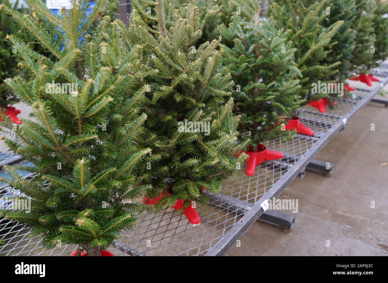 Trimming shrubs hi-res stock photography and images - Alamy