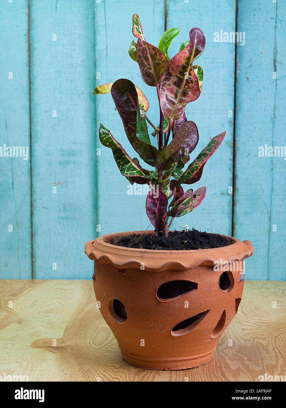 Colorful Croton Tree (Codiaeum variegatium). On the wooden floor Stock ...