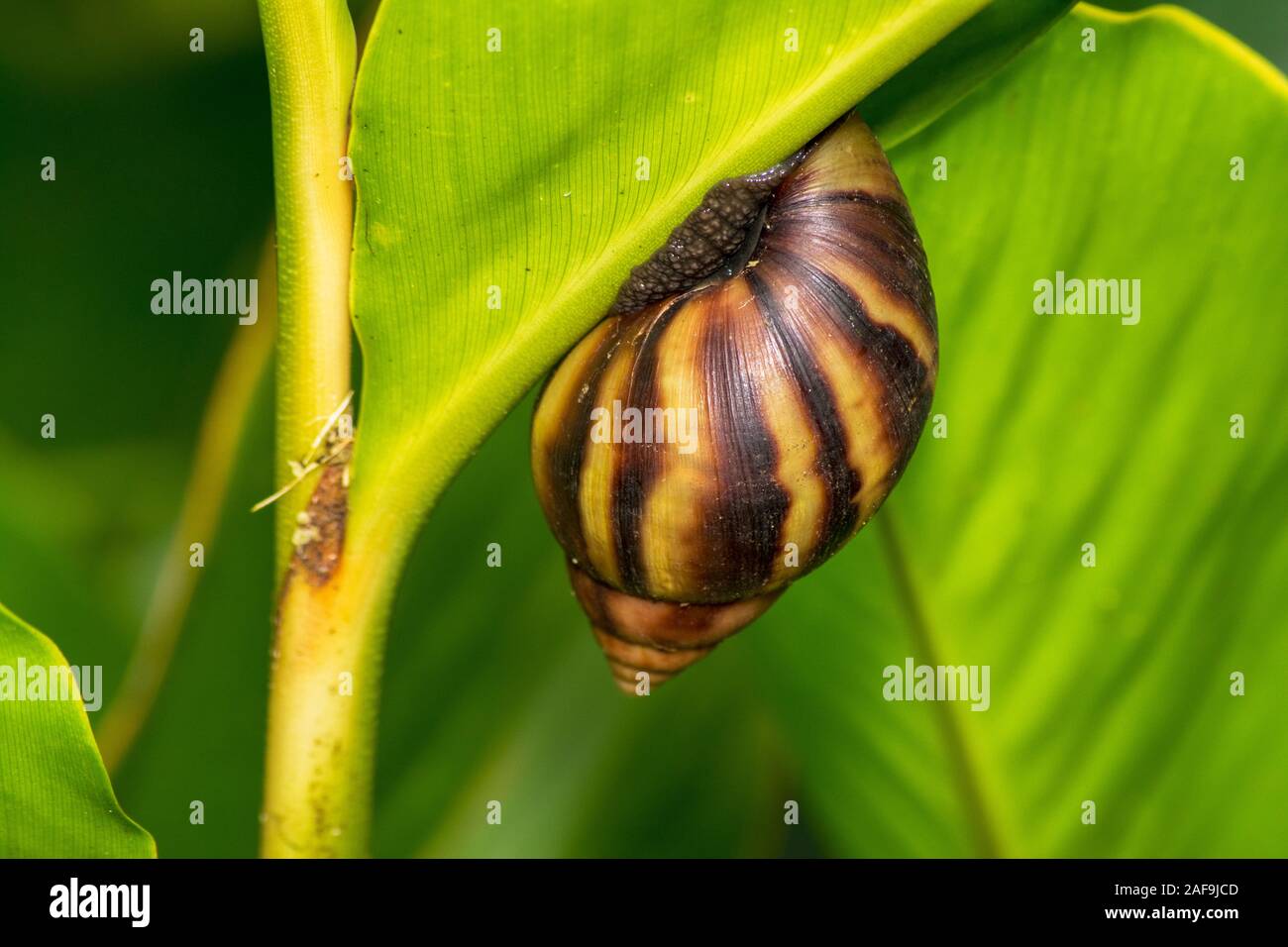 Shell african land snail hi-res stock photography and images - Alamy