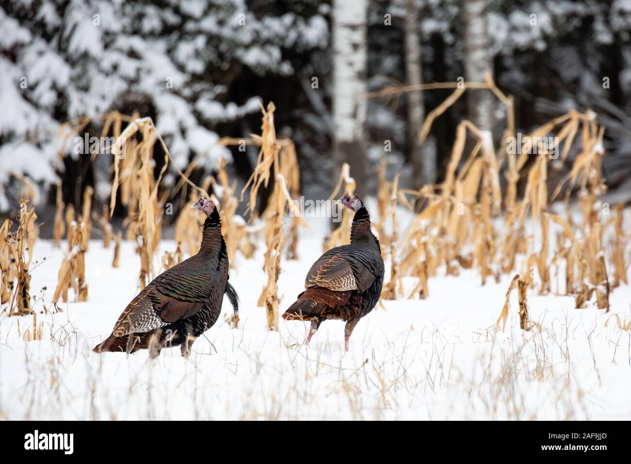 Two wild turkeys in the snow next to corn stalks in Wisconsin Stock ...