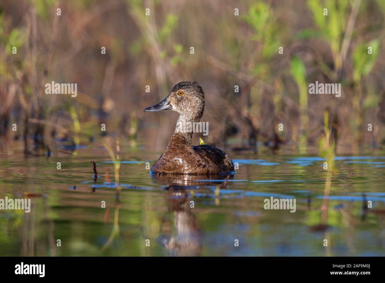 Hen Ringneck Duck