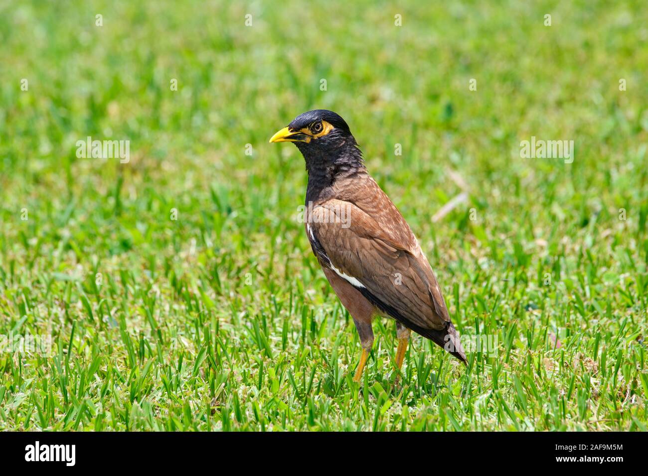 Indian mynah bird australia hi-res stock photography and images - Alamy