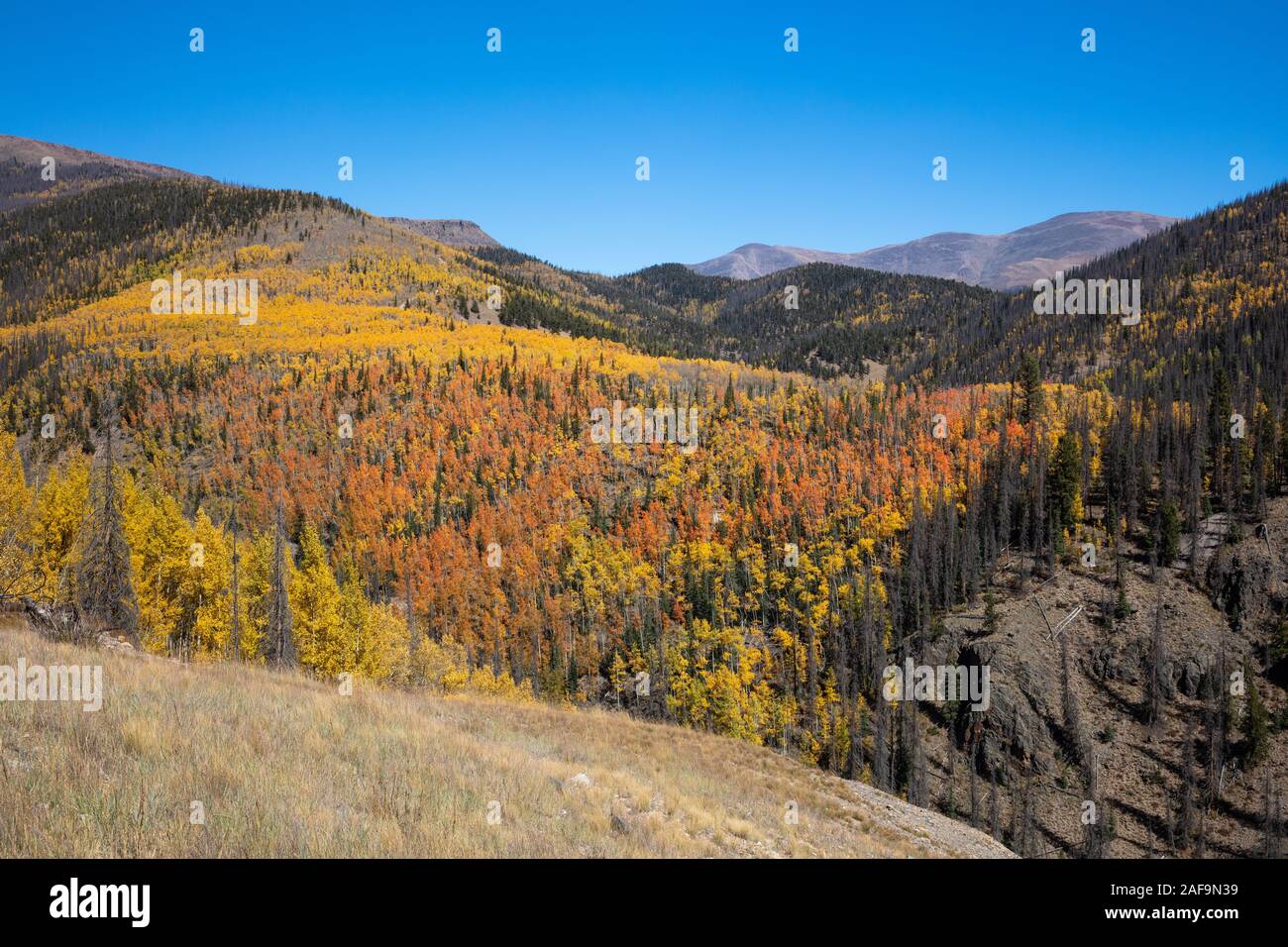 Aspen trees in autumn along the Bachelor Loop, Creede, Colorado Stock ...