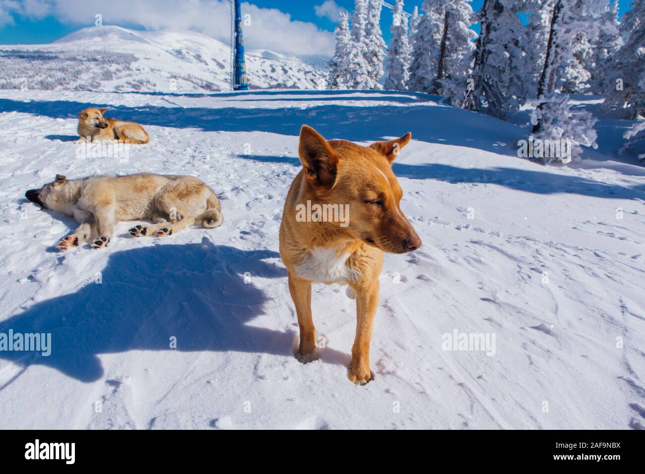 Three cute red fur dogs on snow in a bright sunny day Stock Photo - Alamy