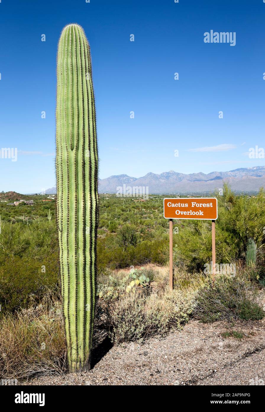 A view of a Saguaro Cactus at the Saguaro National Park in Southern ...