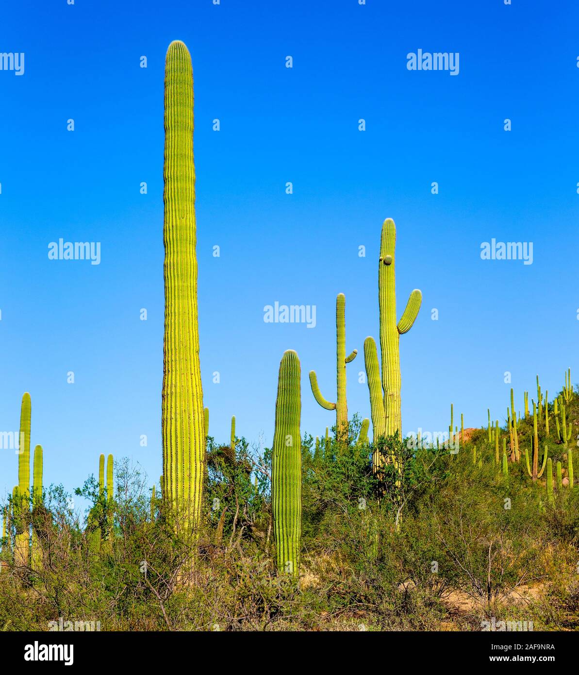 A Saguaro Cactus Forest at the Saguaro National Park in Southern ...