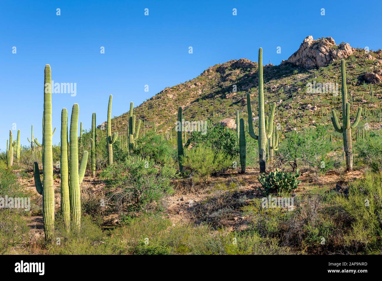 A Saguaro Cactus Forest at the Saguaro National Park in Southern ...