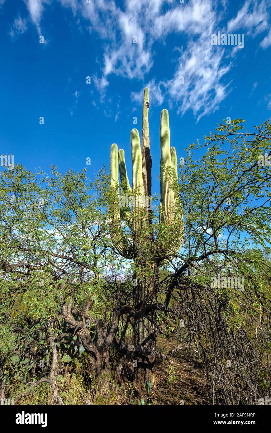 A view of a Saguaro Cactus at the Saguaro National Park in Southern ...