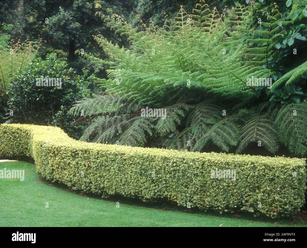 NEAT LOW HEDGING, TREE FERNS AND LAWN AREA IN A LUSH BLUE MOUNTAINS ...