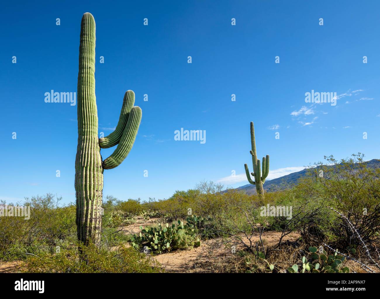 A view of a Saguaro Cactus at the Saguaro National Park in Southern ...