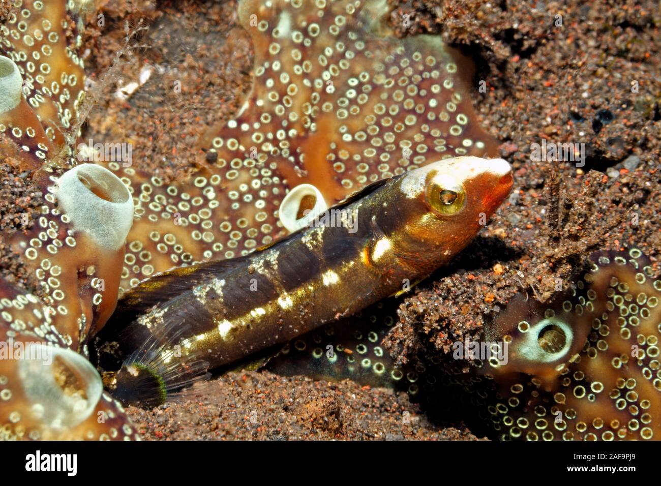 Variable sabretooth blenny hi-res stock photography and images - Alamy