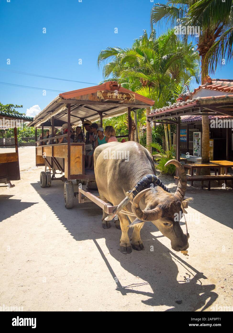 Taketomi water buffalo cart rides hi-res stock photography and images ...