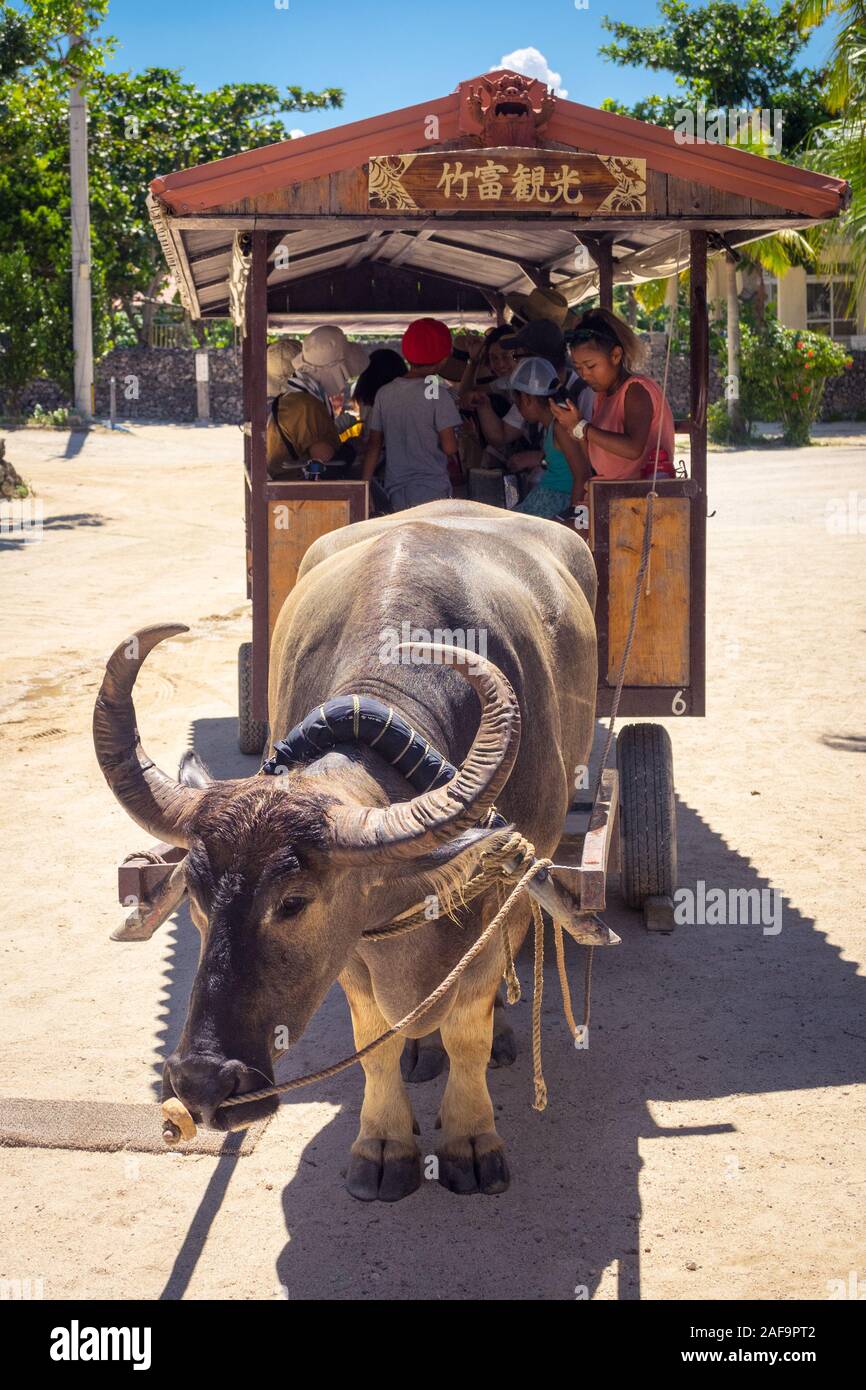 Water buffalo cart hi-res stock photography and images - Alamy