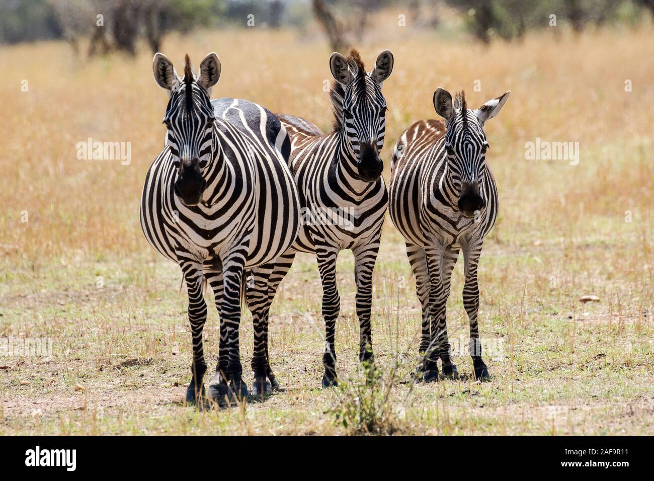 Trio of zebra hi-res stock photography and images - Alamy