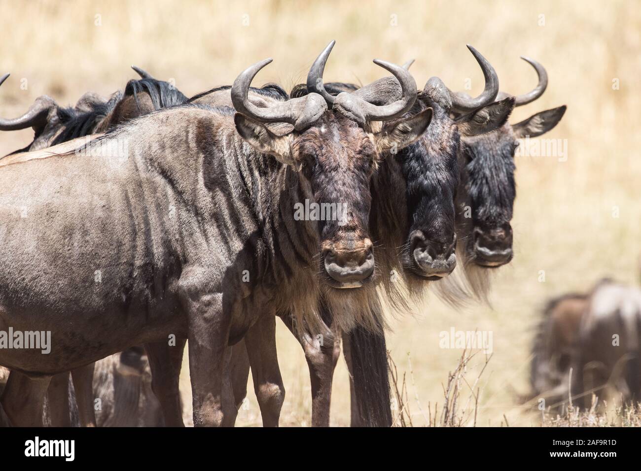 Serengetti national park hi-res stock photography and images - Alamy