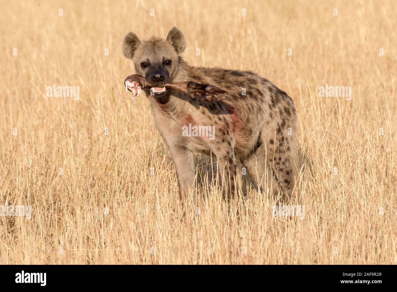Spotted Hyena with food in mouth Stock Photo - Alamy