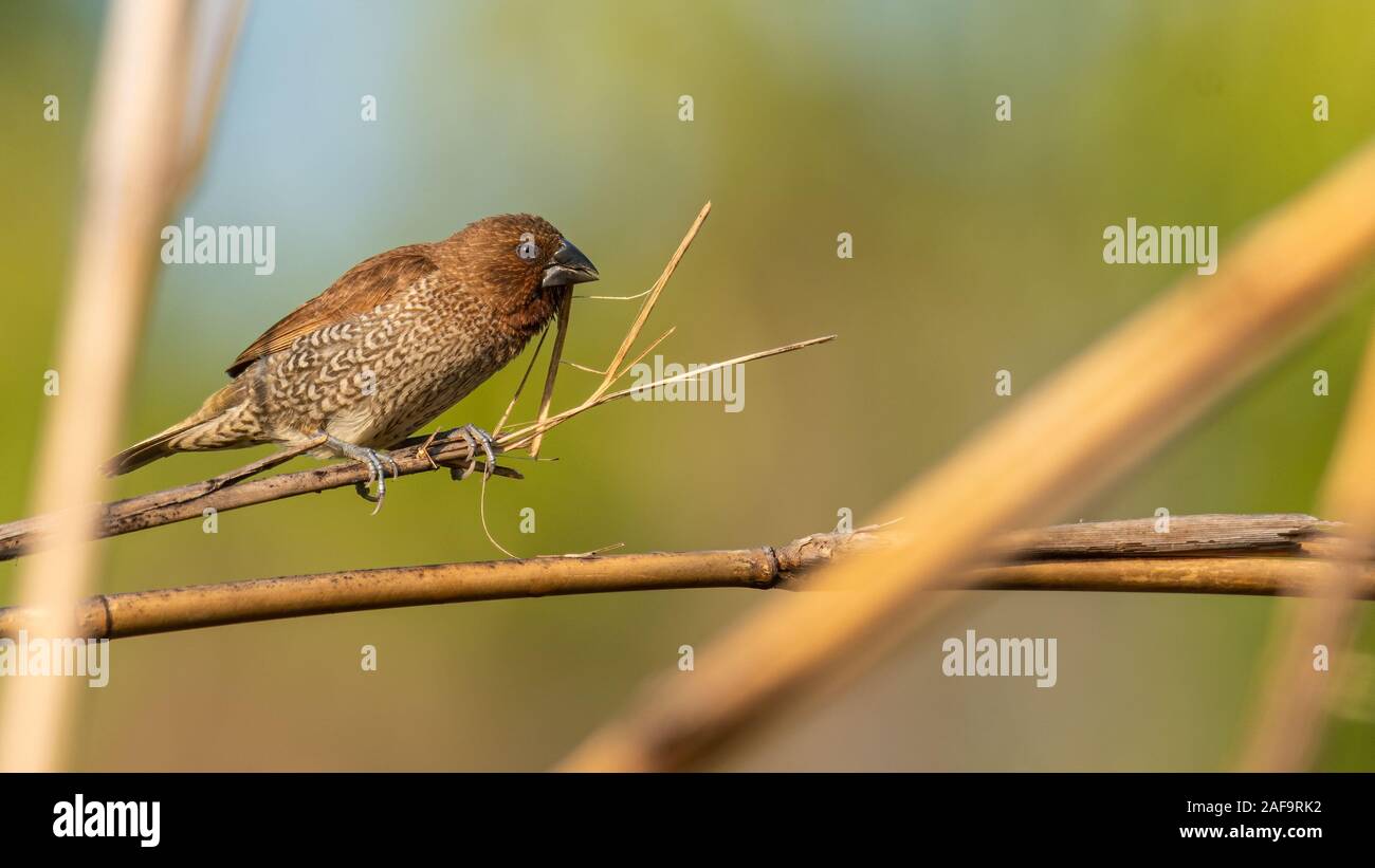 Male Scaly-breasted Munia perching on grass stalk with a piece of stalk ...