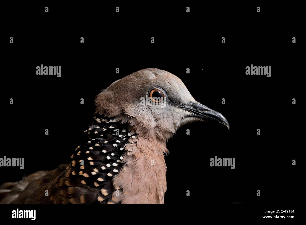The spotted dove (Spilopelia chinensis) is a small and somewhat long ...